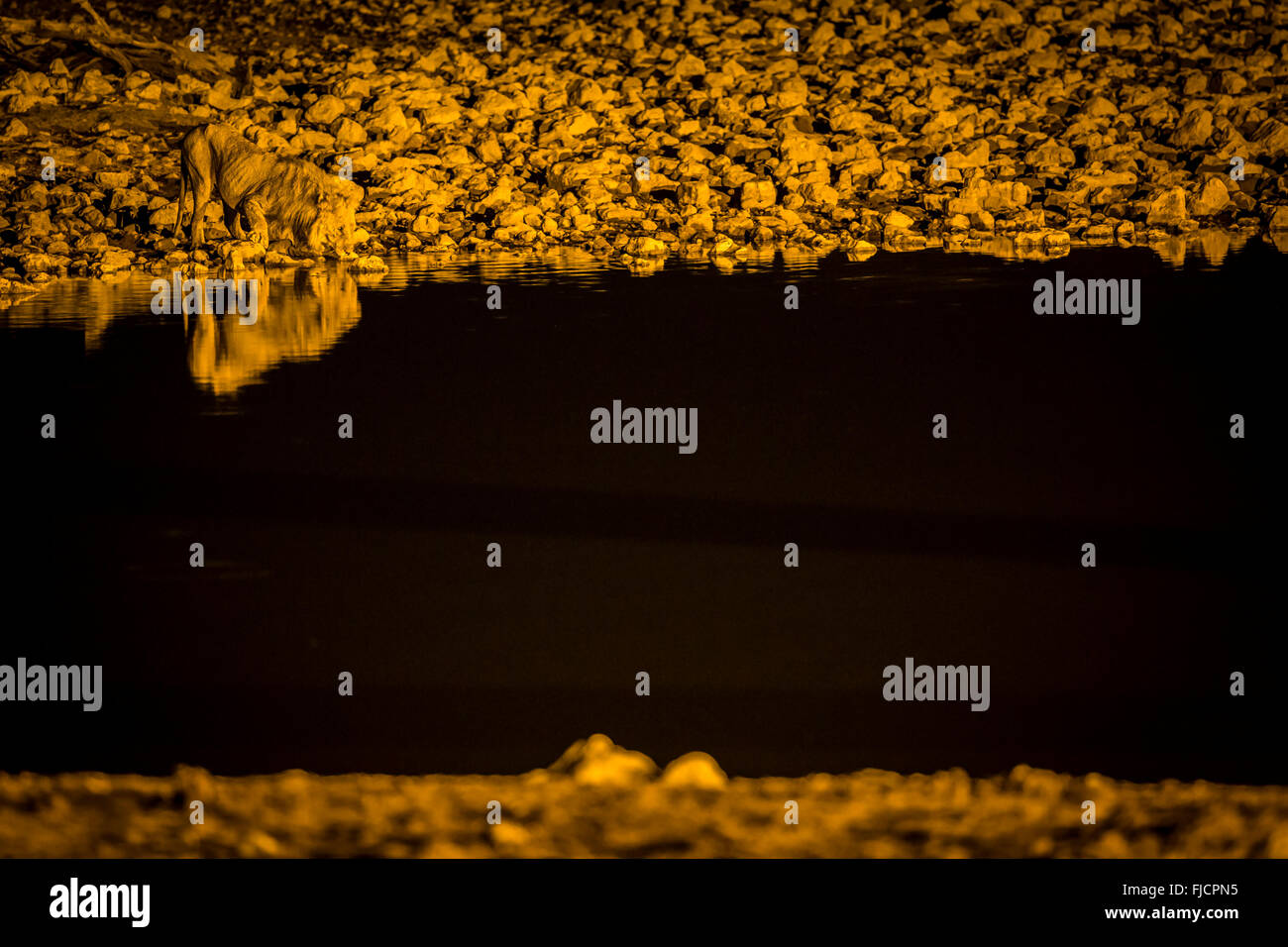 lion drinking at a flood lit water hole Stock Photo - Alamy
