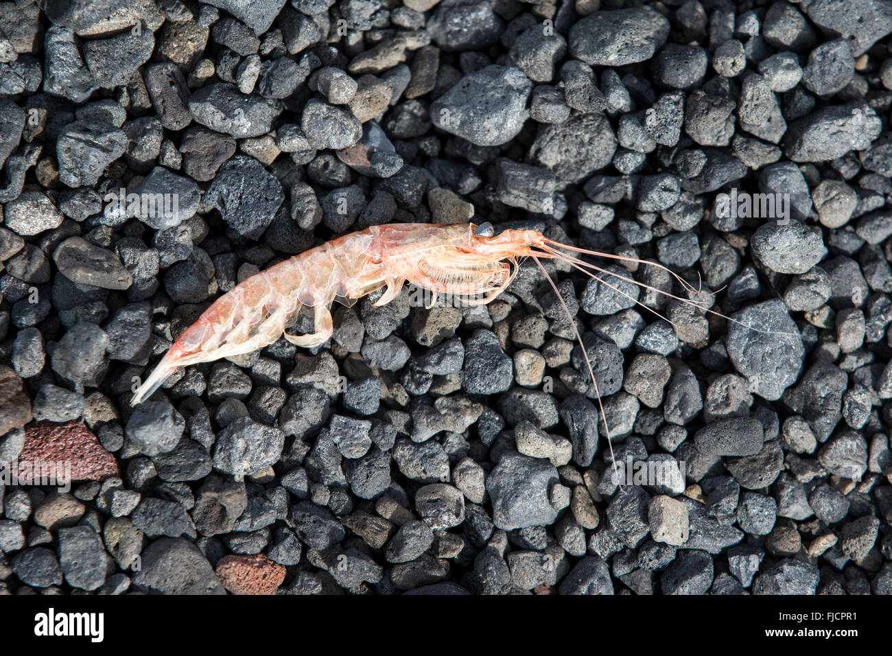 Krill antarctic hi-res stock photography and images - Alamy