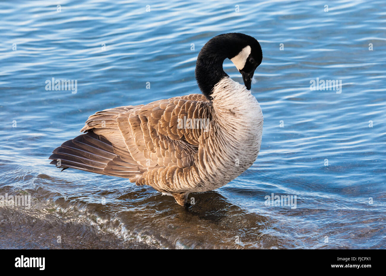 Nature wildfowl feather beak one single outside hi-res stock ...