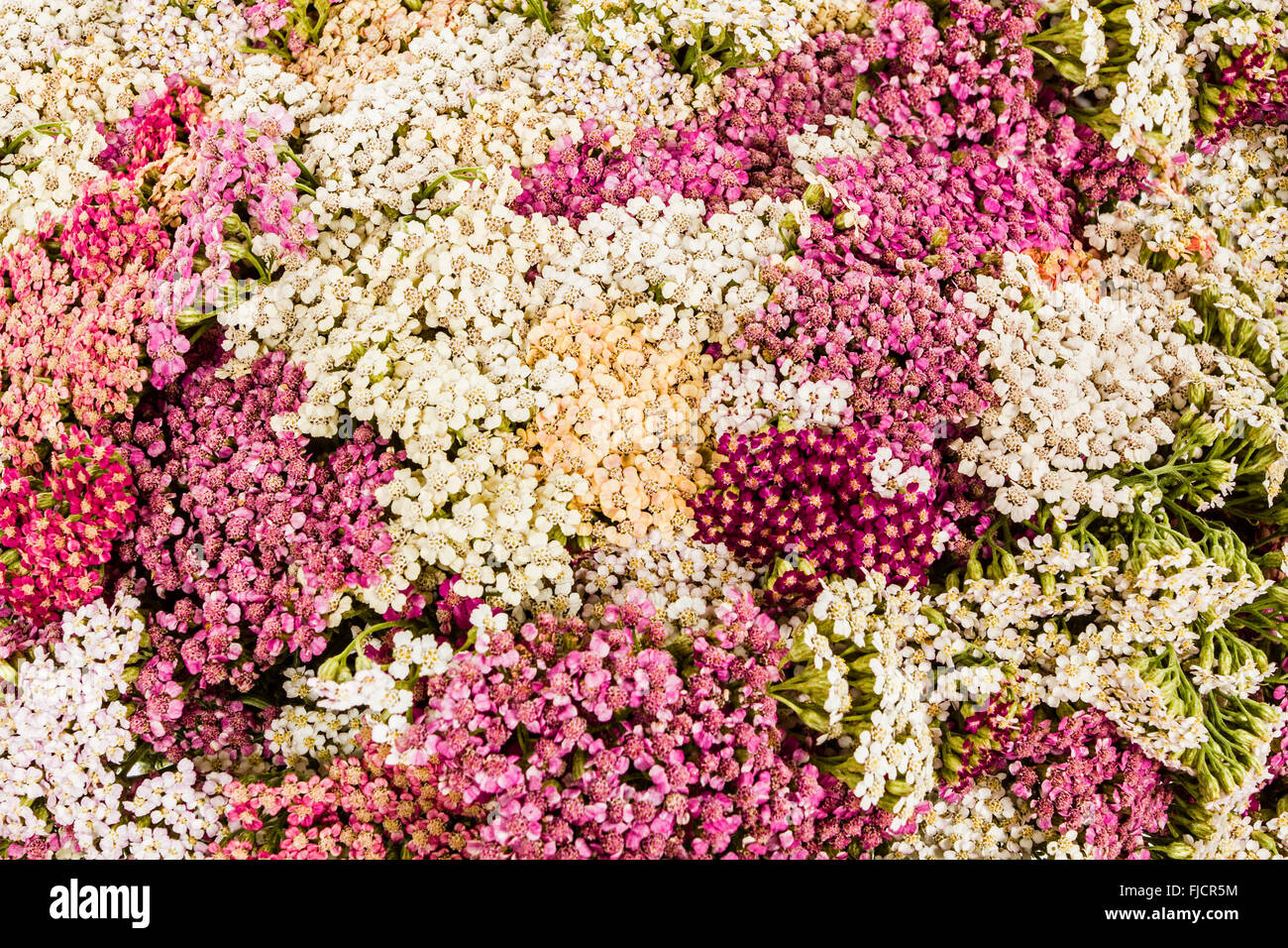Abstract background of flowers yarrow, close-up Stock Photo - Alamy