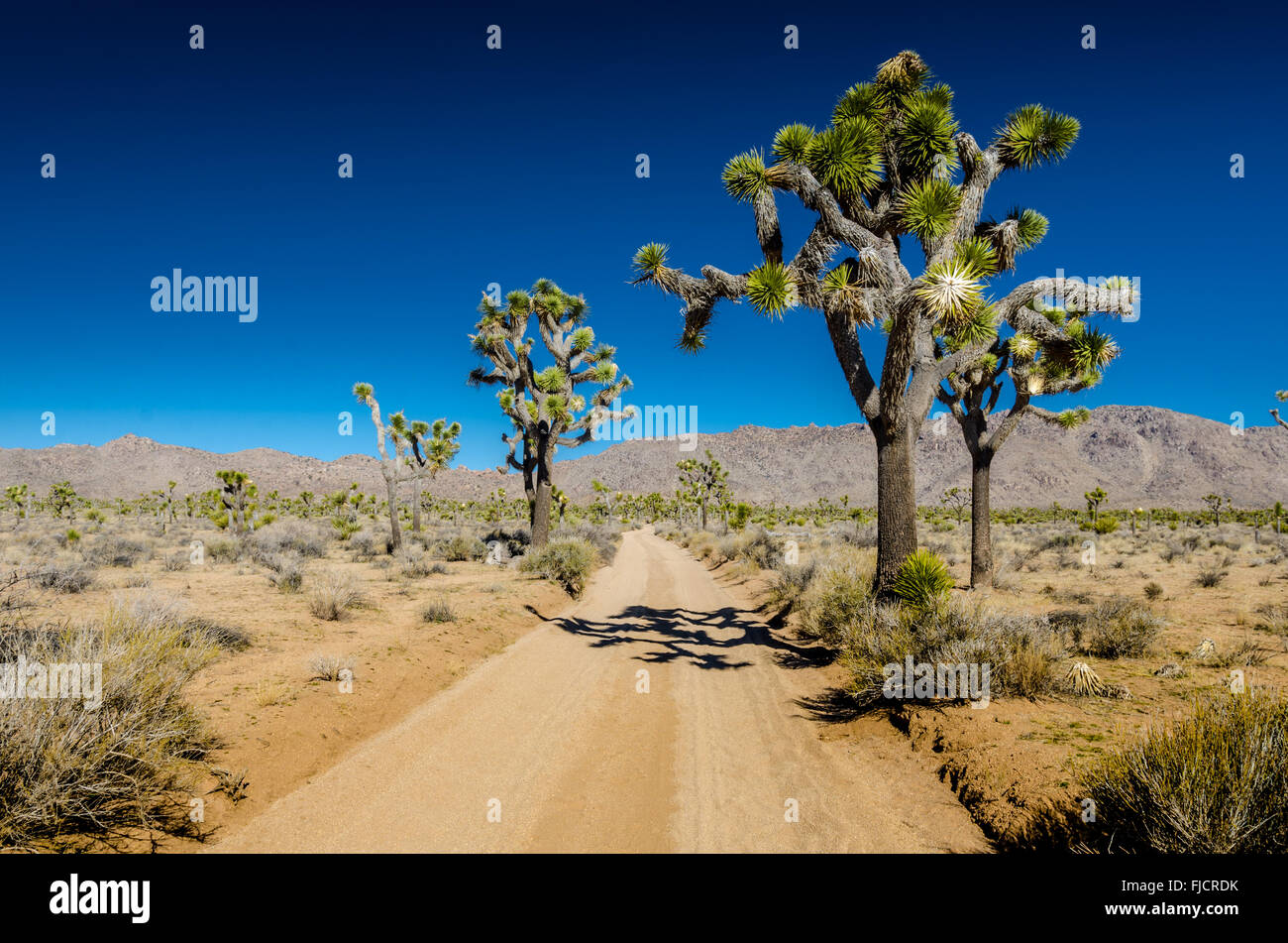 Trees flanking lane hi-res stock photography and images - Alamy