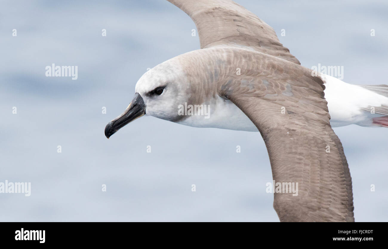 Albatross, immature Gray Headed, Thalassarche chrysostoma, flying in ...