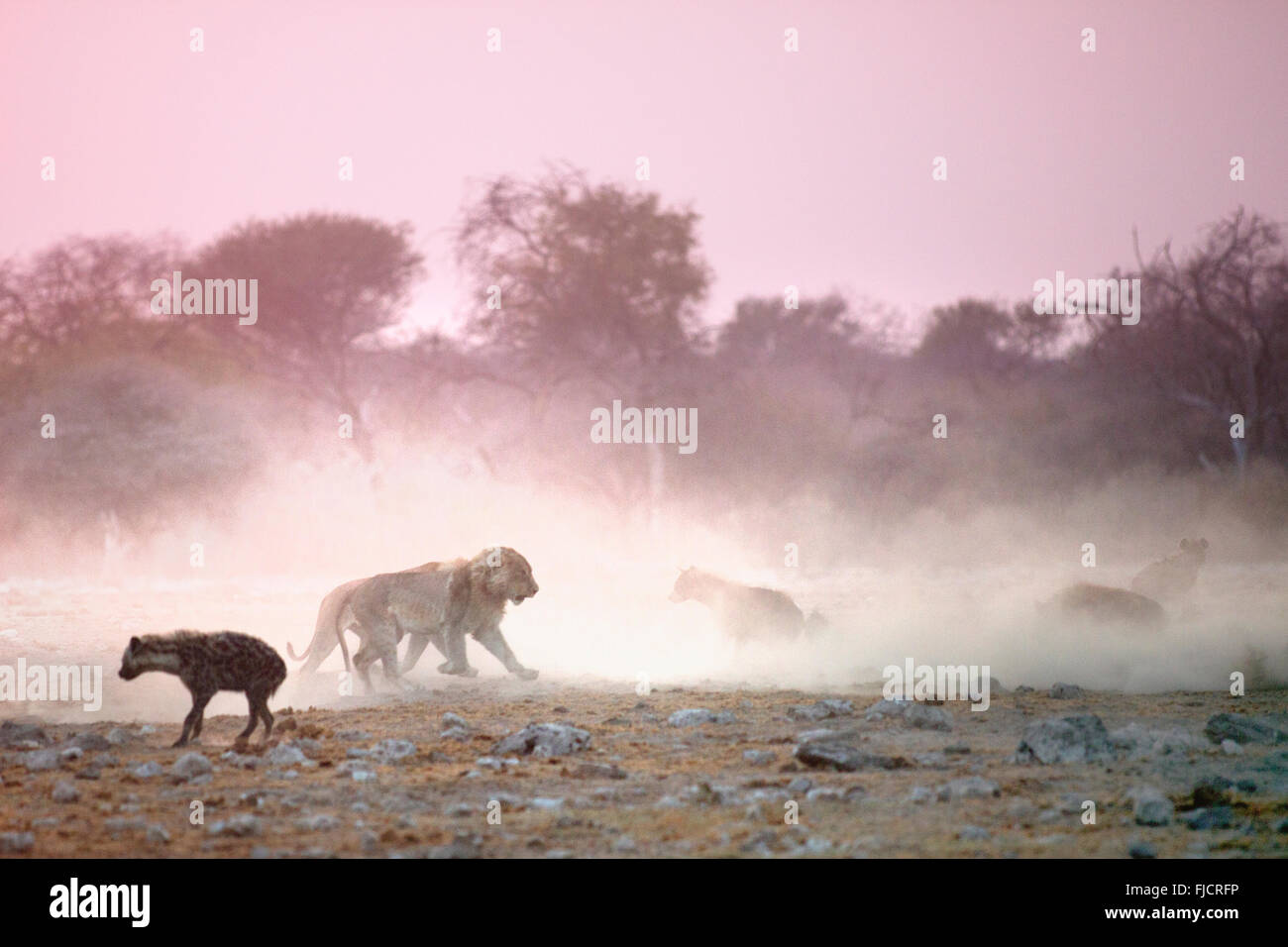 Male lions hyena hi-res stock photography and images - Alamy