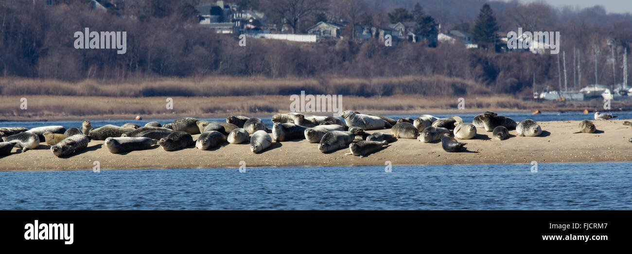 A herd of Harbor Seals rests on a Sandbar off of Sandy hook, New Jersey ...