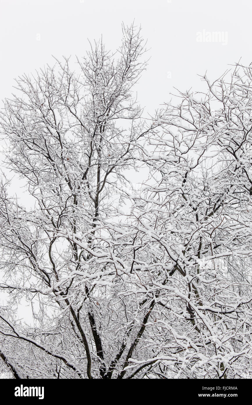 Blankets of snow hi-res stock photography and images - Alamy