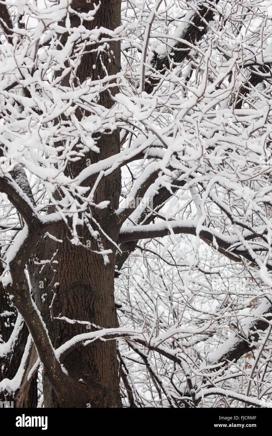 Blankets of snow hi-res stock photography and images - Alamy