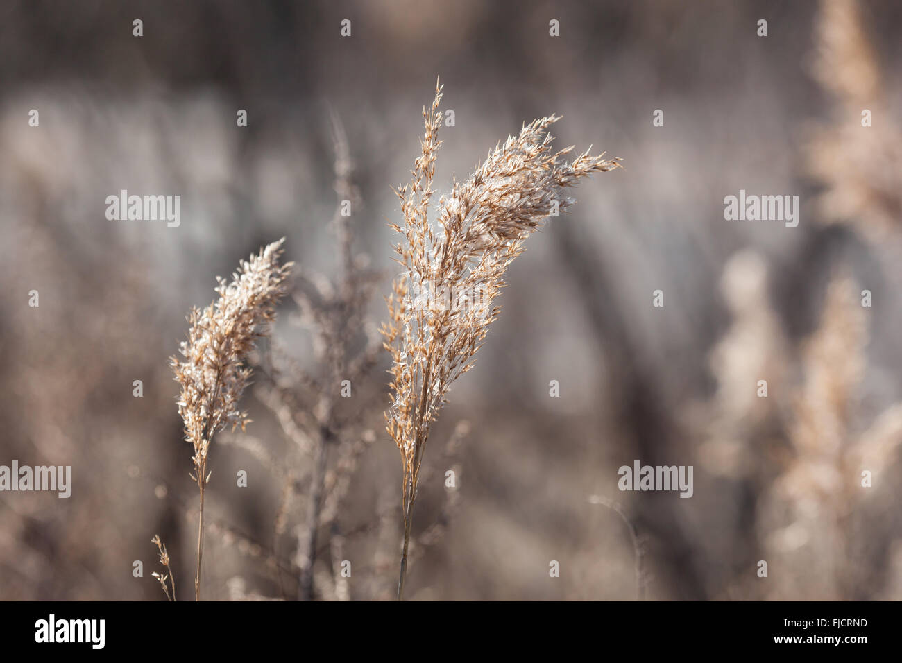 Tall coastal grasses grow near the ocean Stock Photo - Alamy
