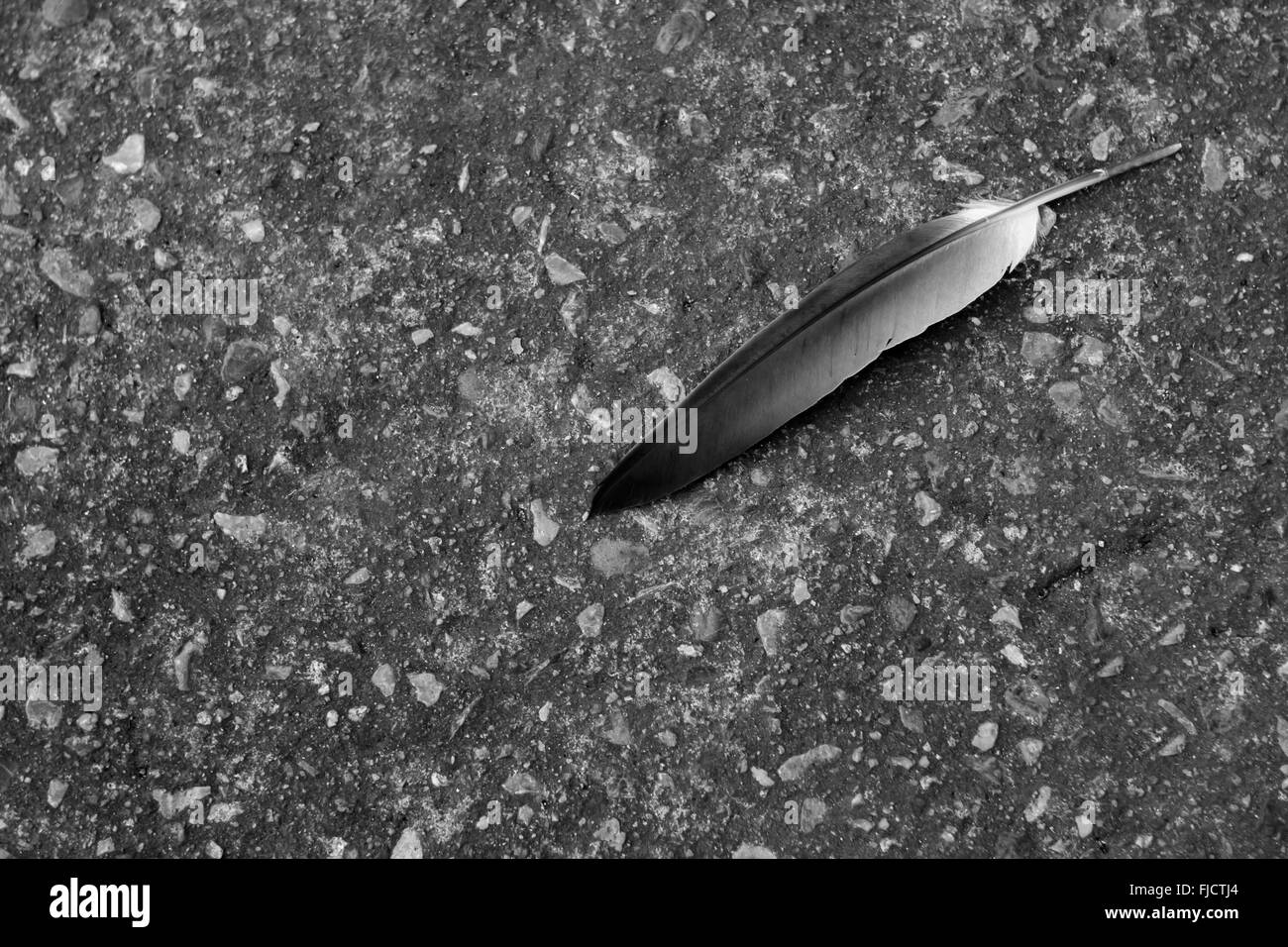 feather on concrete floor with black and white Stock Photo - Alamy