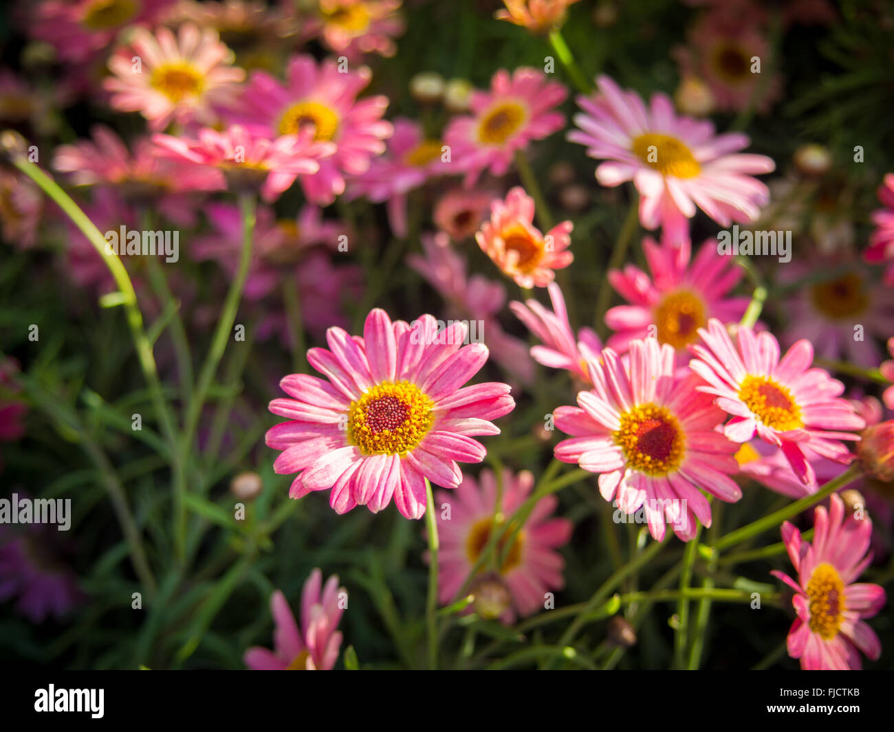 Pink daisy flowers Stock Photo - Alamy