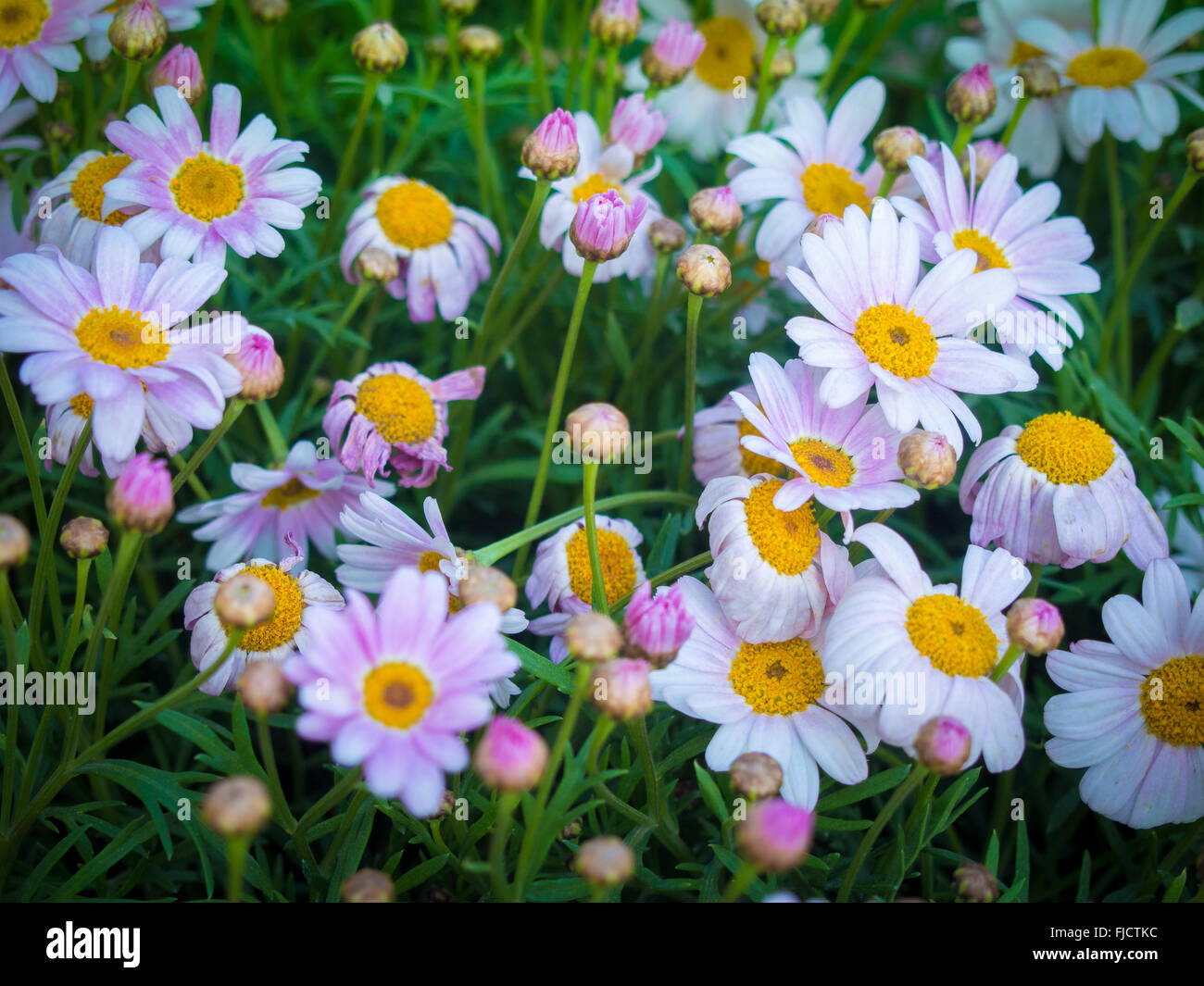 Pink daisy flowers Stock Photo - Alamy