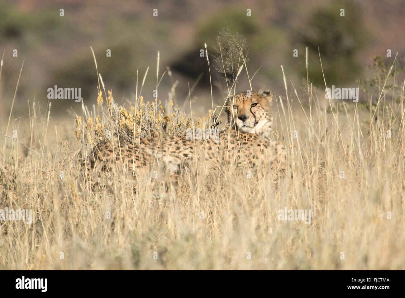 Cheetah in long grass Stock Photo - Alamy