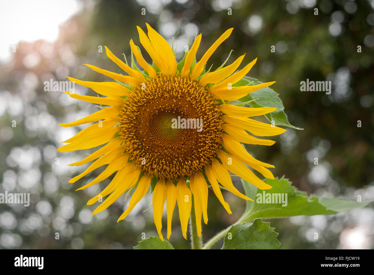 Single sun hi-res stock photography and images - Alamy