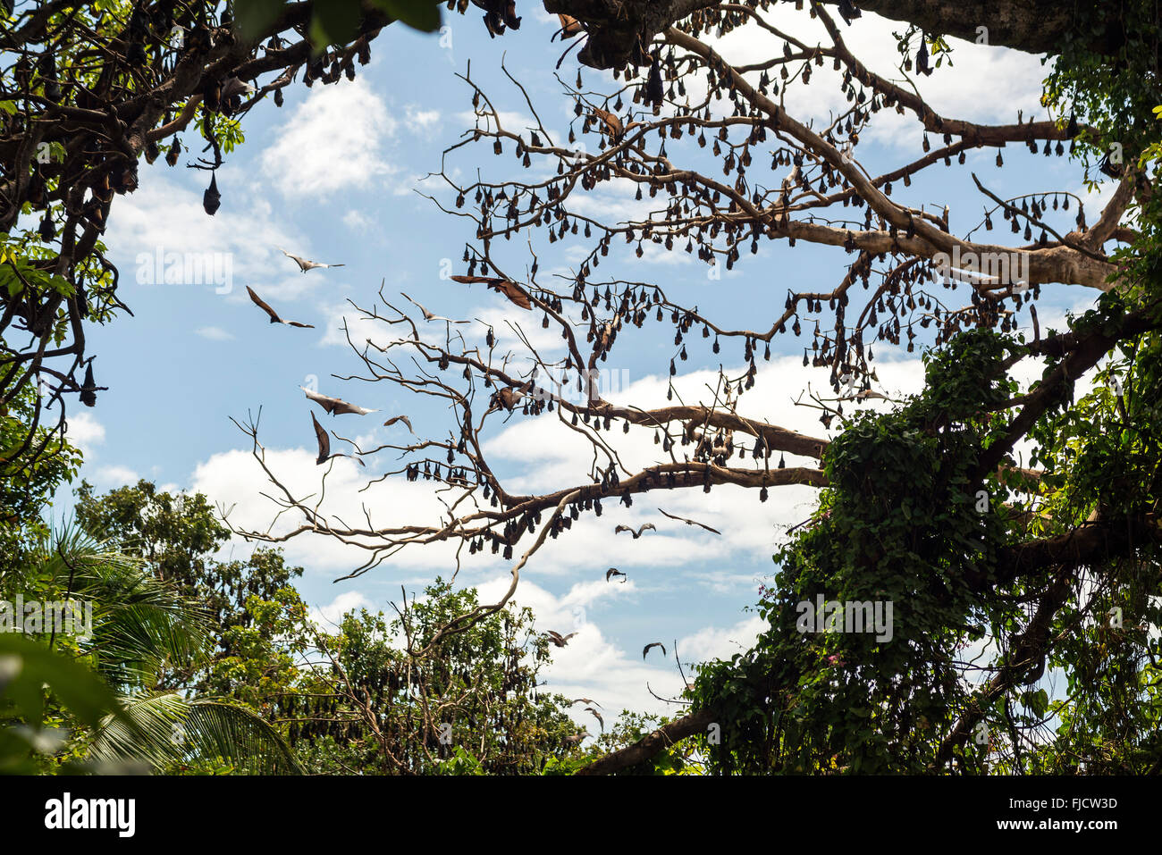 Bats on trees in daytime Stock Photo - Alamy