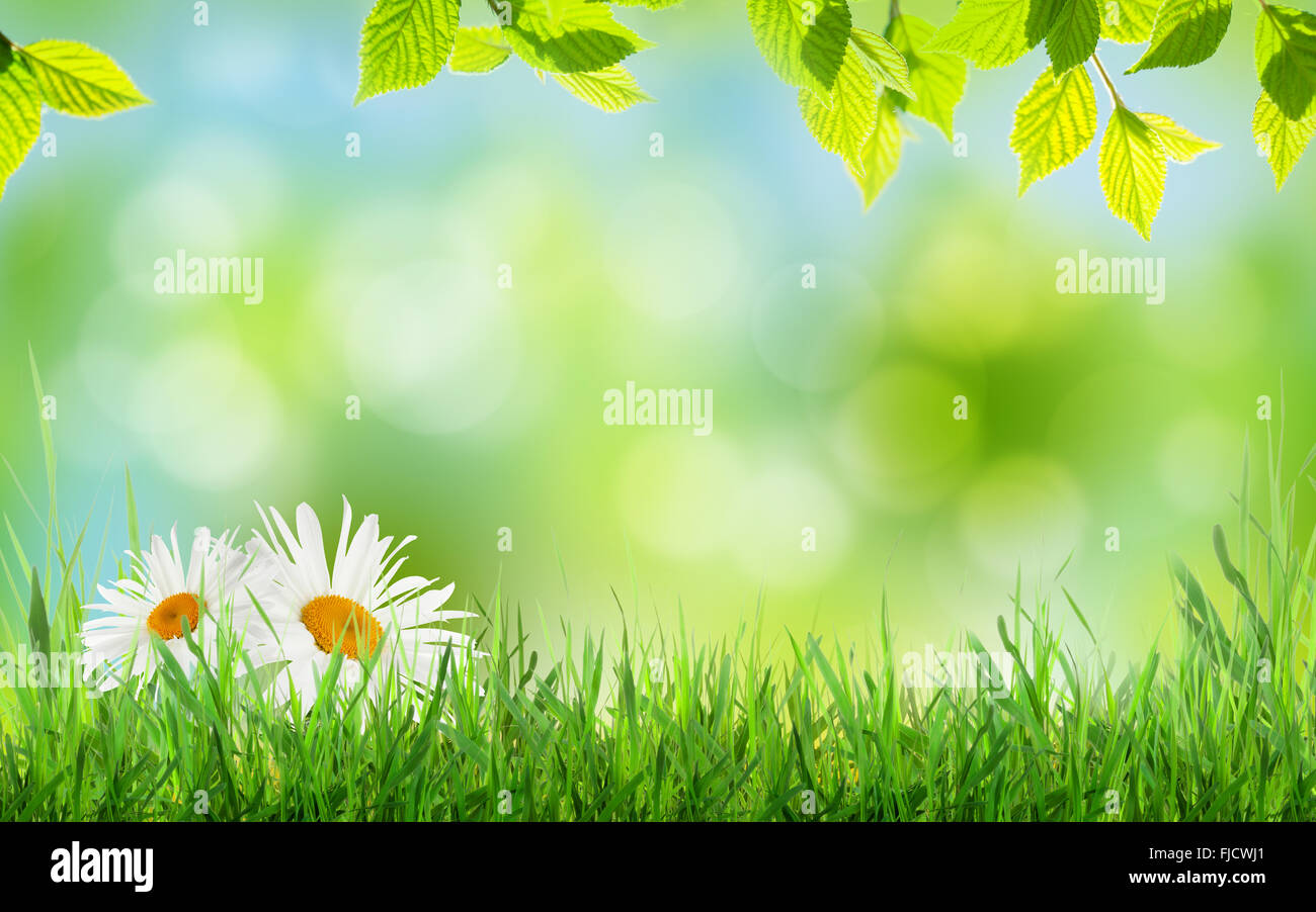 Abstract sunny spring background with grass and chamomile flowers Stock ...