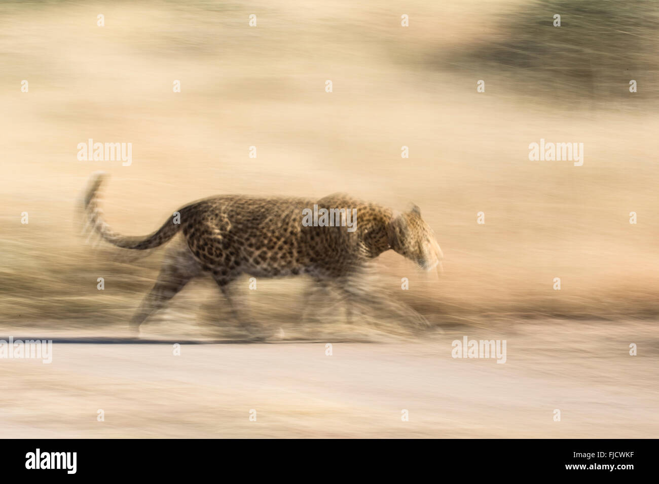 Blur in motion hi-res stock photography and images - Alamy