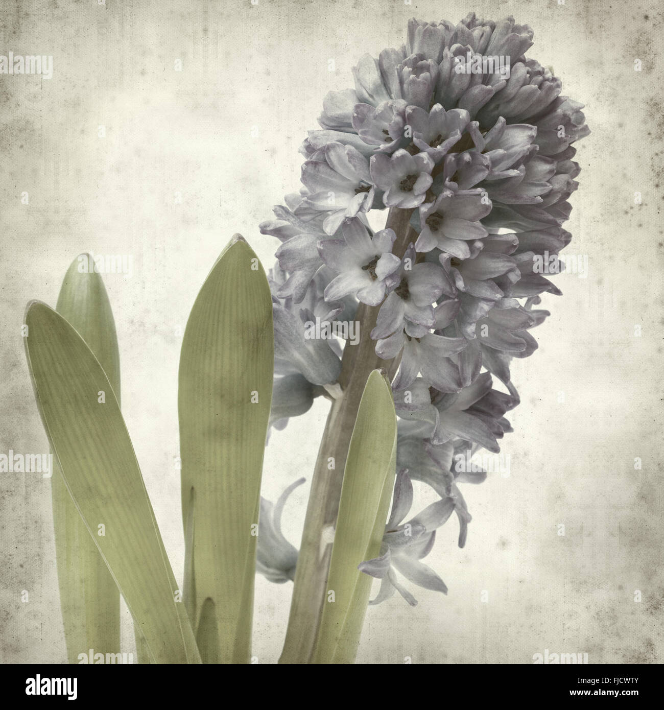 textured old paper background with blue Hyacinthus flowers Stock Photo ...