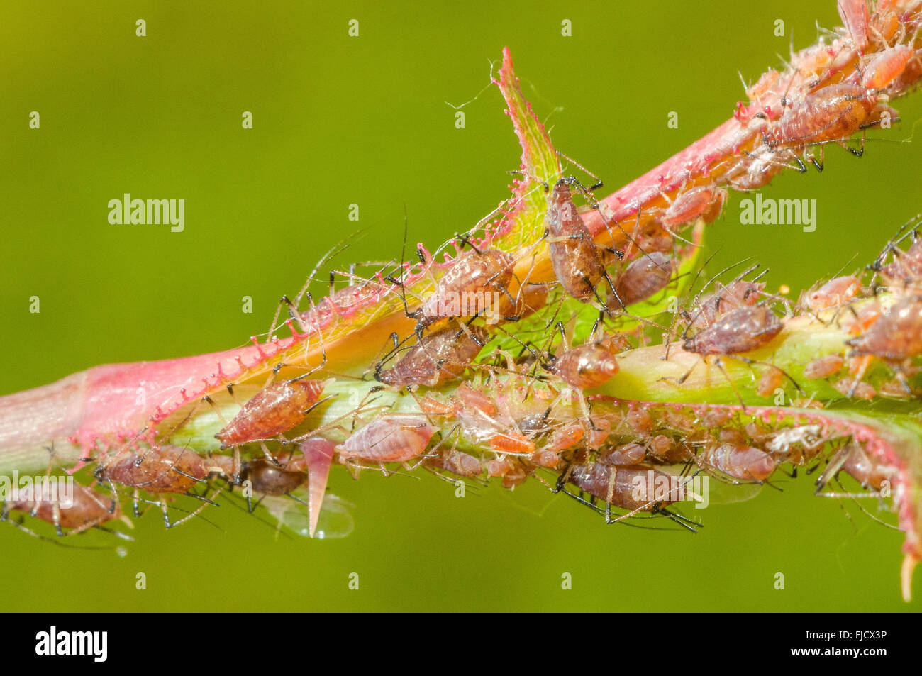Rose Aphids (Macrosiphum rosae) infest a rose plant. Washington, United ...