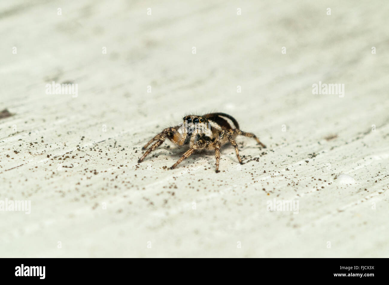 A Zebra Jumping Spider (Salticus scenicus) on a wall. Washington ...