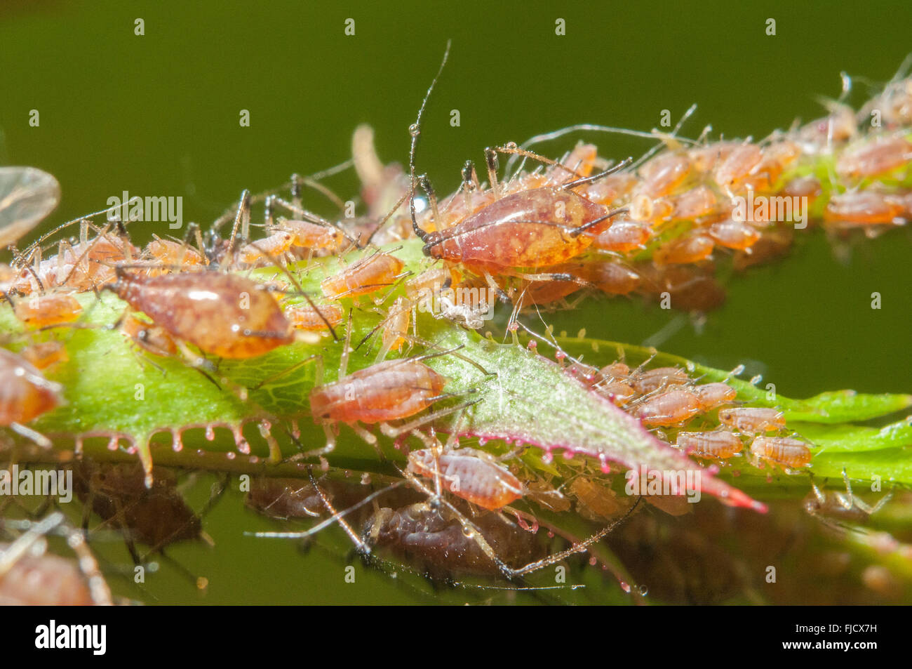 Rose aphids hi-res stock photography and images - Alamy