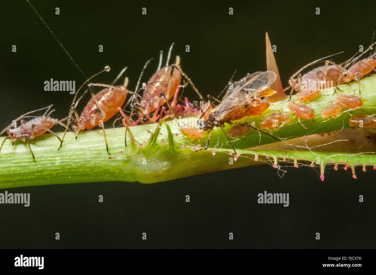 Rose aphids hi-res stock photography and images - Alamy