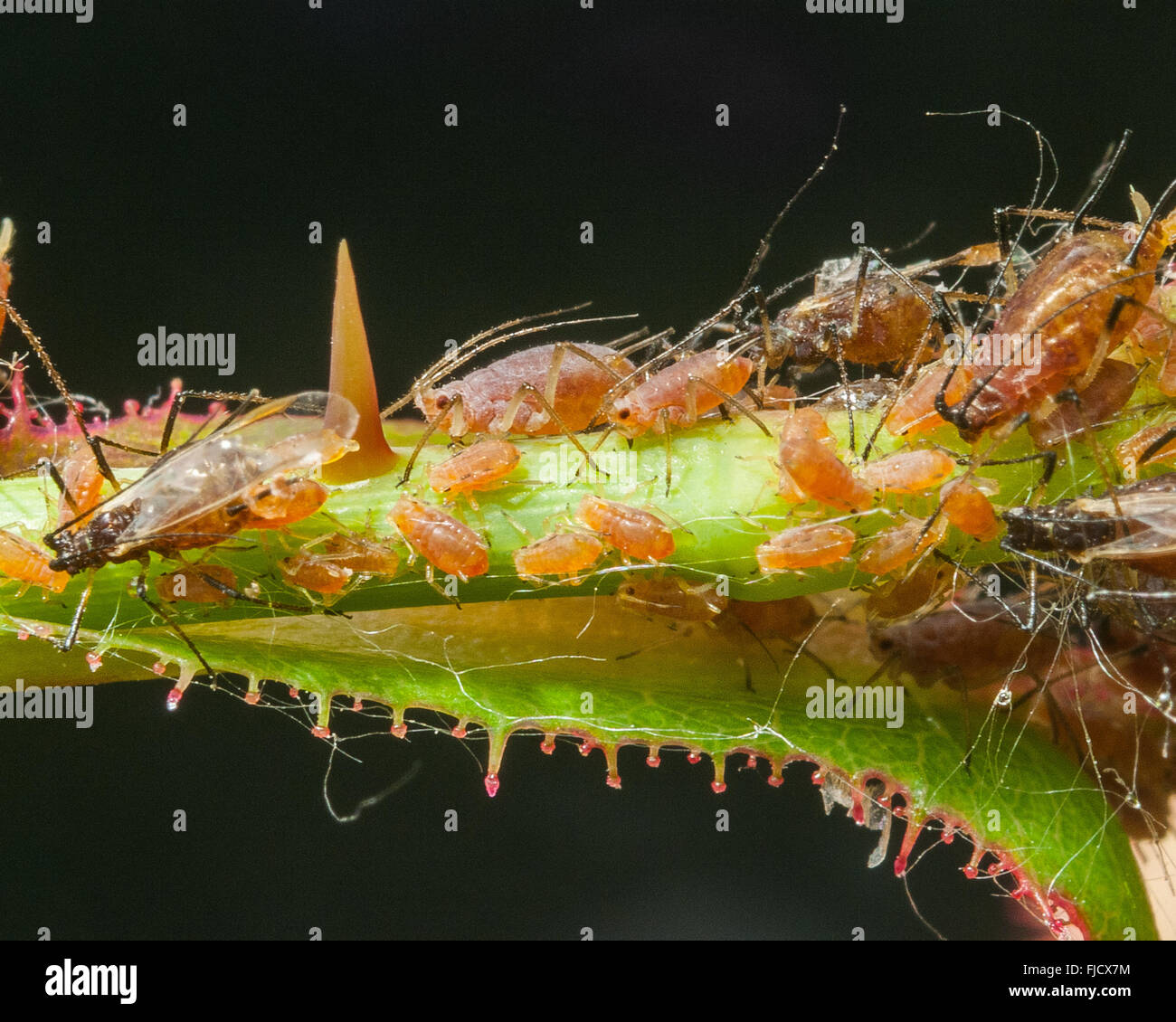 Rose Aphids (Macrosiphum rosae) infest a rose plant. Washington, United ...