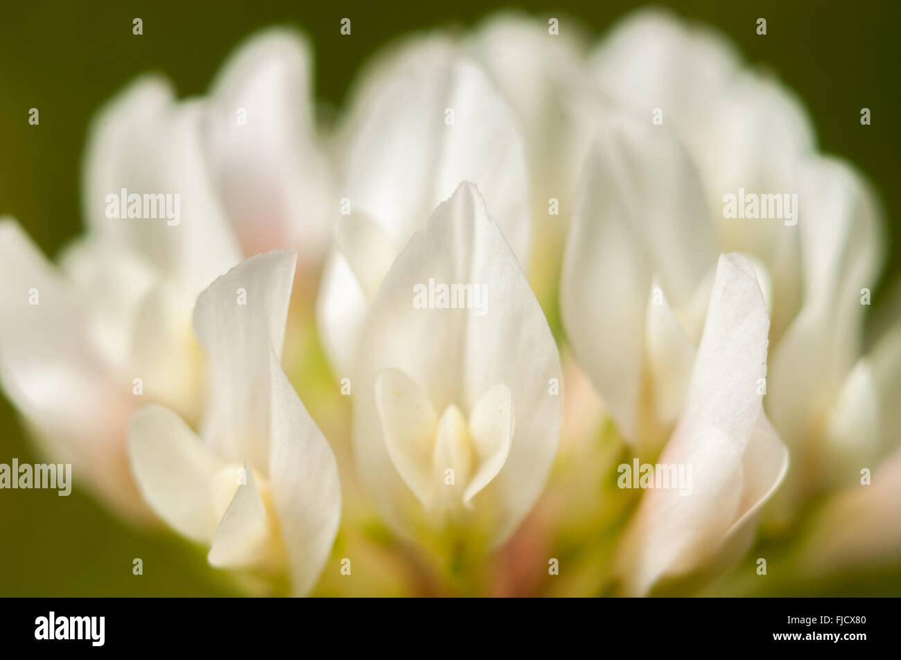 A black and white closeup of the flowers of White Clover (Trifolium ...