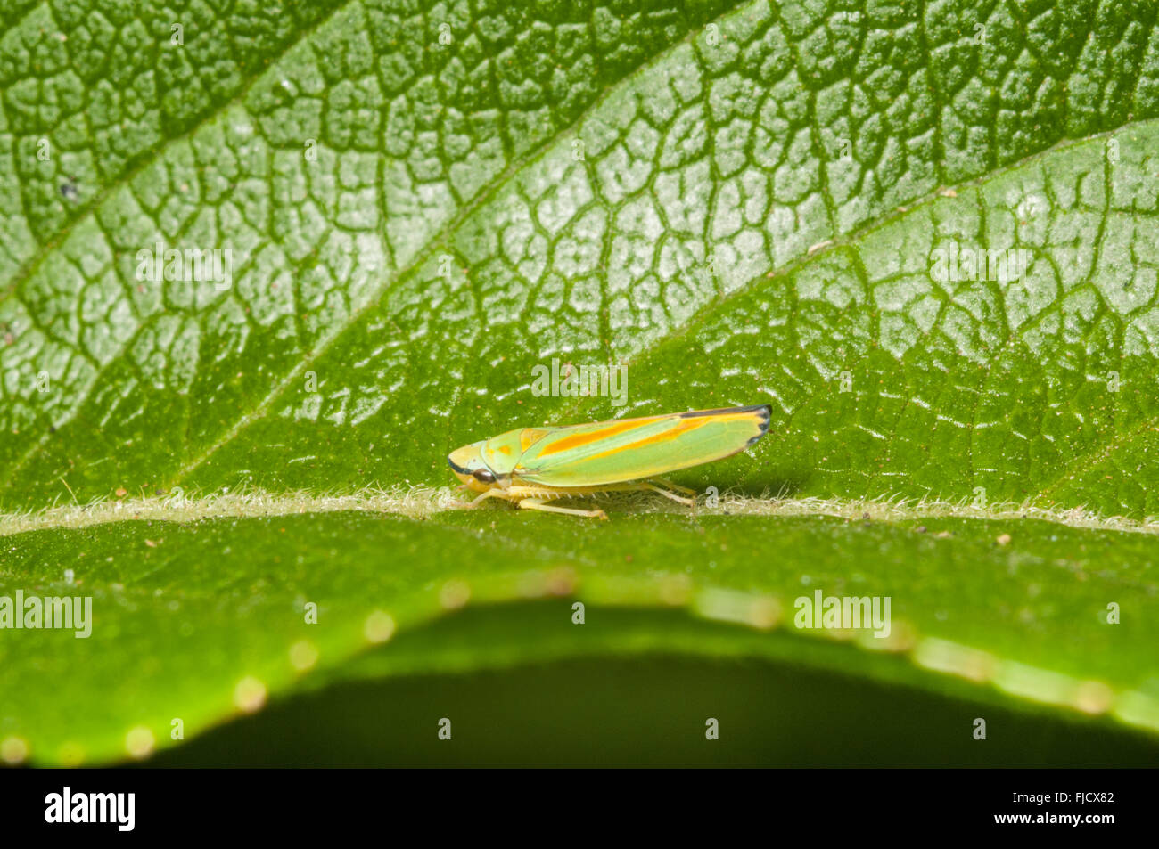 A Candy-striped Leafhopper (Graphocephala coccinea) on a leaf ...