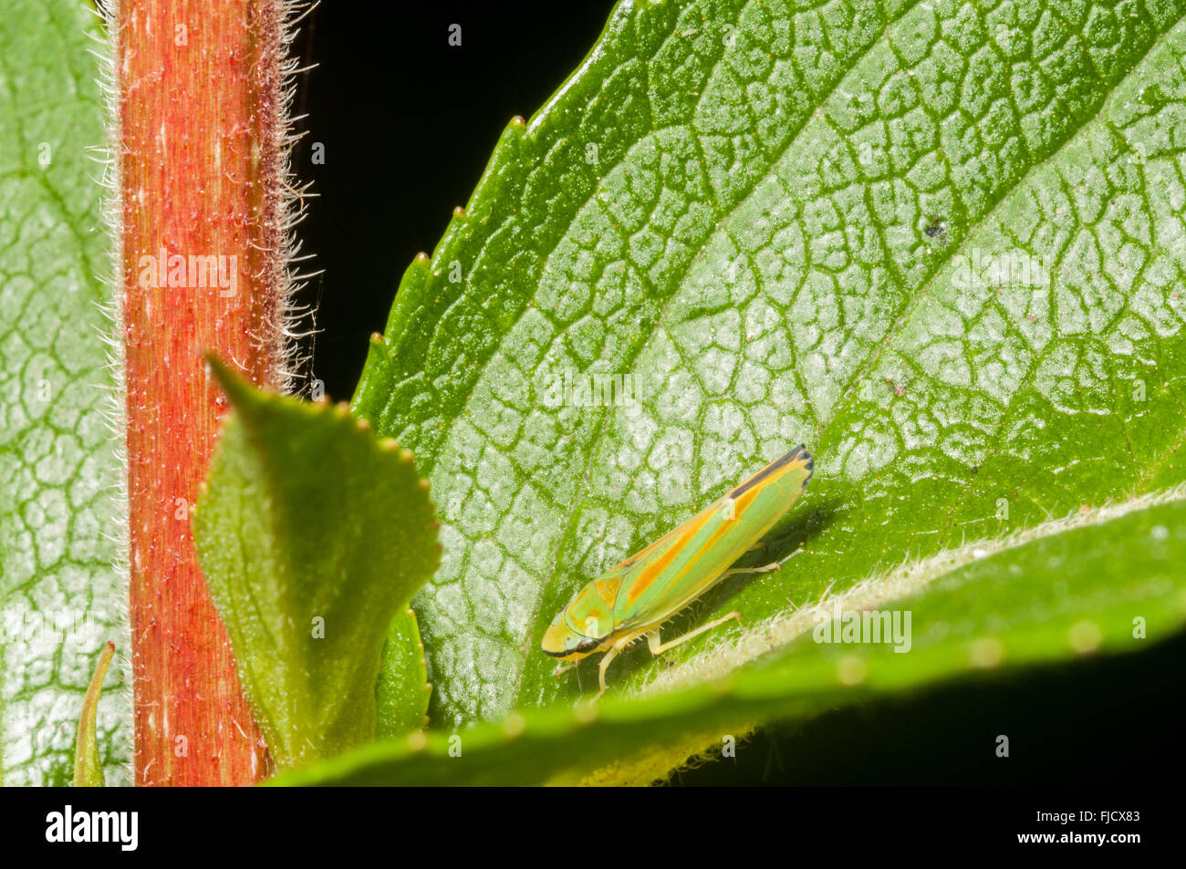Candy striped leafhopper graphocephala coccinea hi-res stock photography and images - Alamy