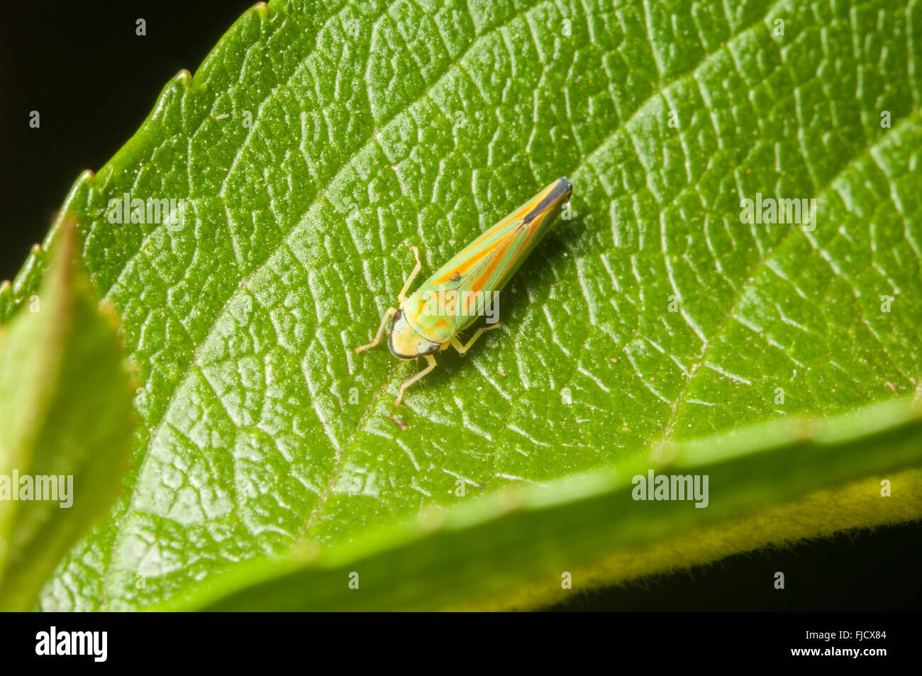 A Candy-striped Leafhopper (Graphocephala coccinea) on a leaf ...
