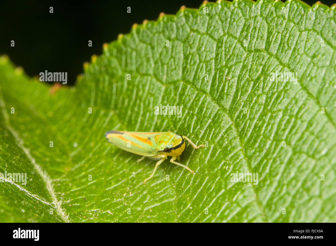 A Candy-striped Leafhopper (Graphocephala coccinea) on a leaf ...