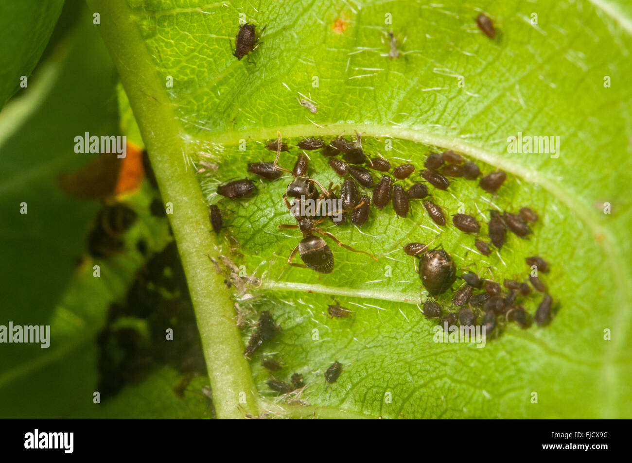 A Formica ant tending its herd of aphids Stock Photo - Alamy