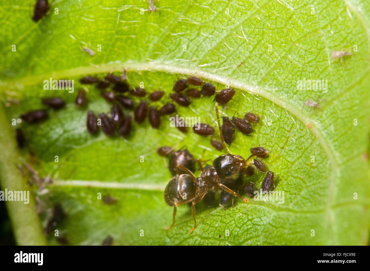 A Formica ant tending its herd of aphids Stock Photo - Alamy