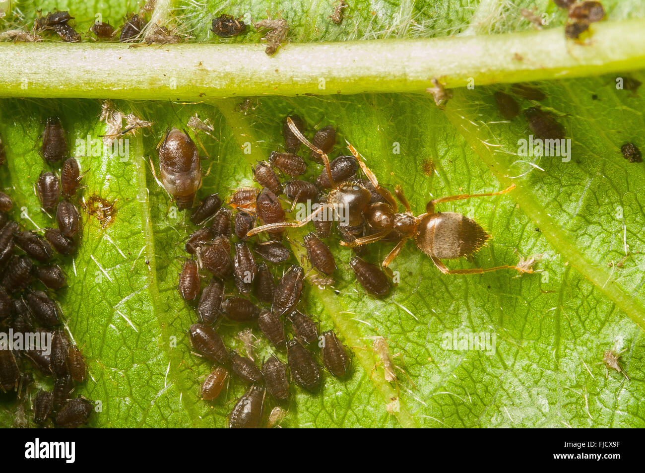 Herd of aphids hi-res stock photography and images - Alamy