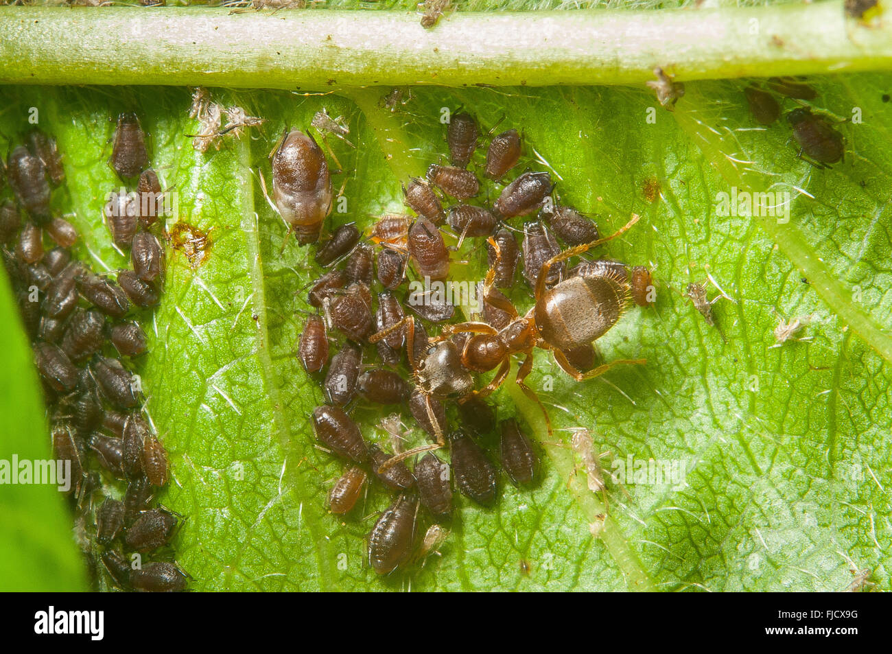 A Formica ant tending its herd of aphids Stock Photo - Alamy