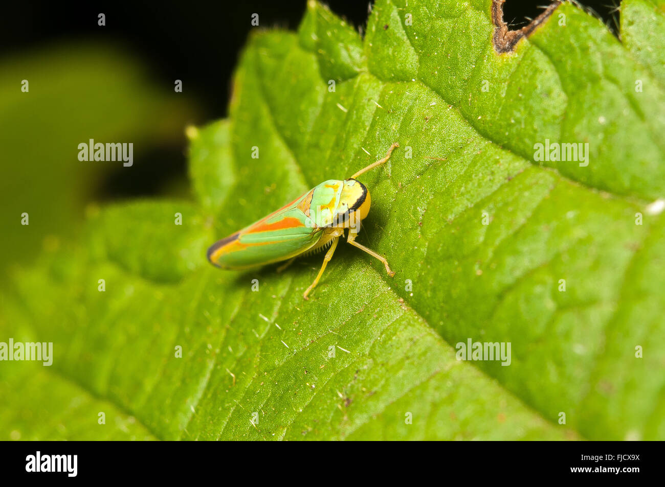 A Candy-striped Leafhopper (Graphocephala coccinea) on a leaf ...