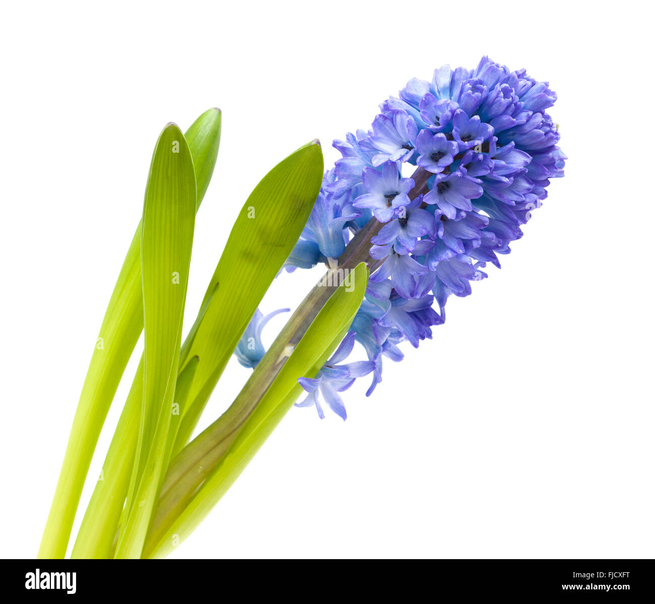 single open blue hyacinth flower isolated on white background Stock ...