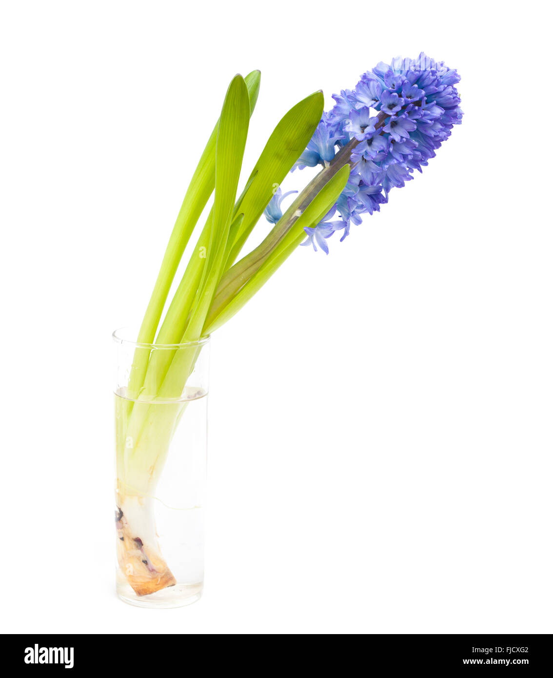 single open blue hyacinth flower isolated on white background Stock ...
