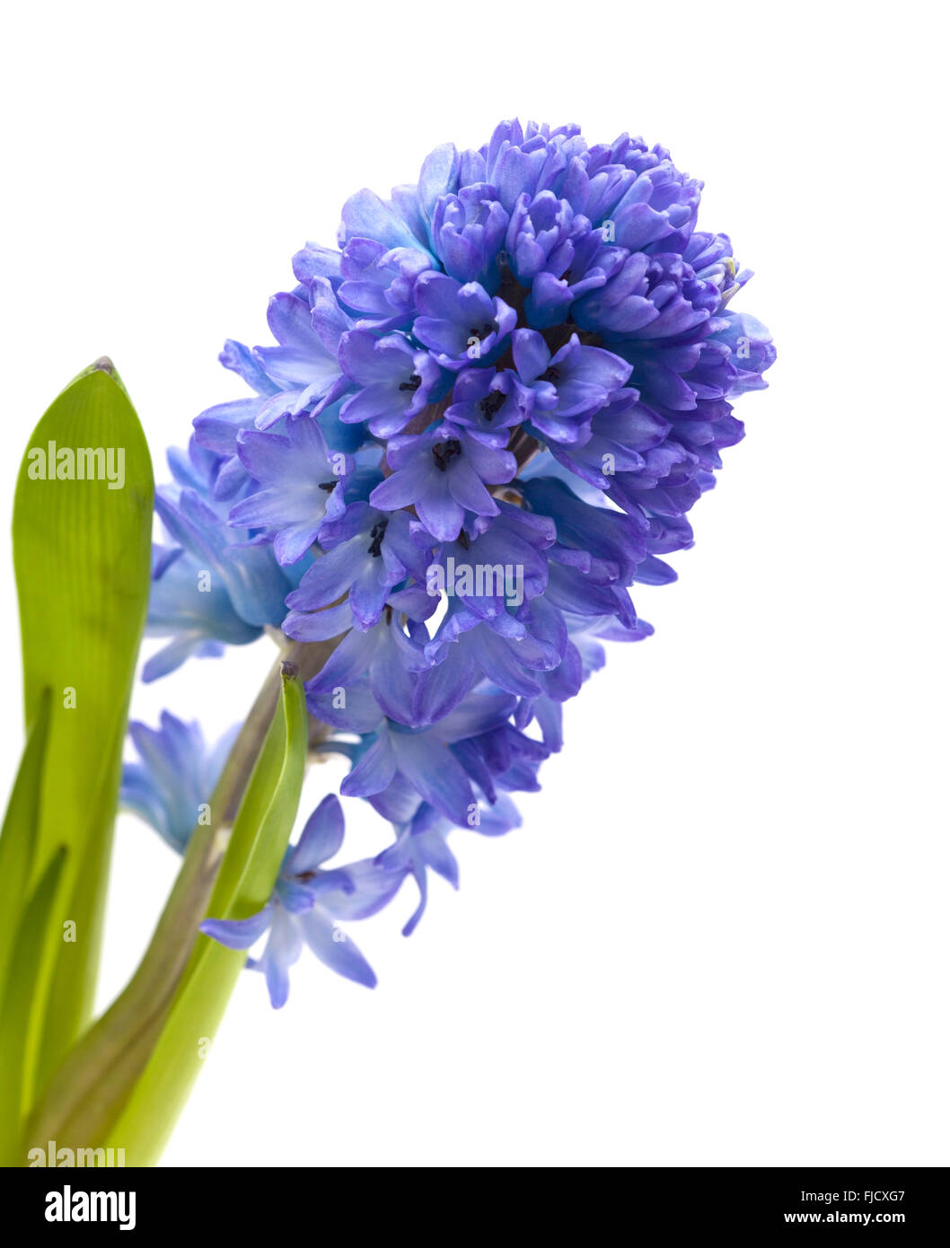 single open blue hyacinth flower isolated on white background Stock ...