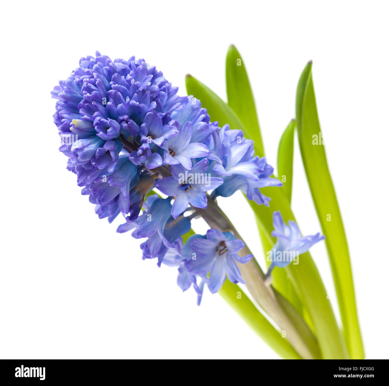 single open blue hyacinth flower isolated on white background Stock ...