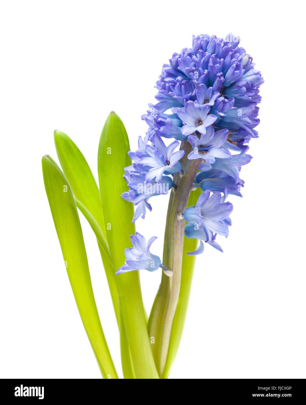 single open blue hyacinth flower isolated on white background Stock ...