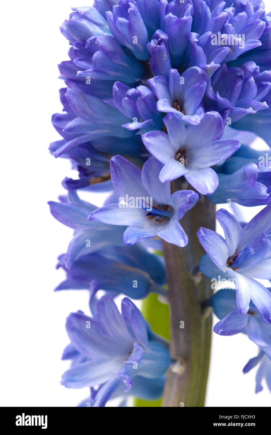 single open blue hyacinth flower isolated on white background Stock ...