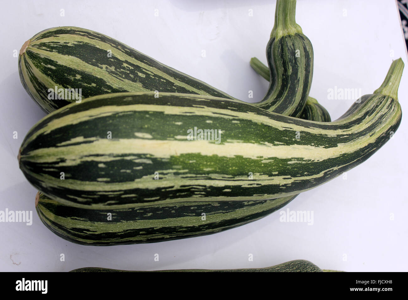 Cucurbita pepo, cultivar PUSA Alankar of squash, with flask shaped ...