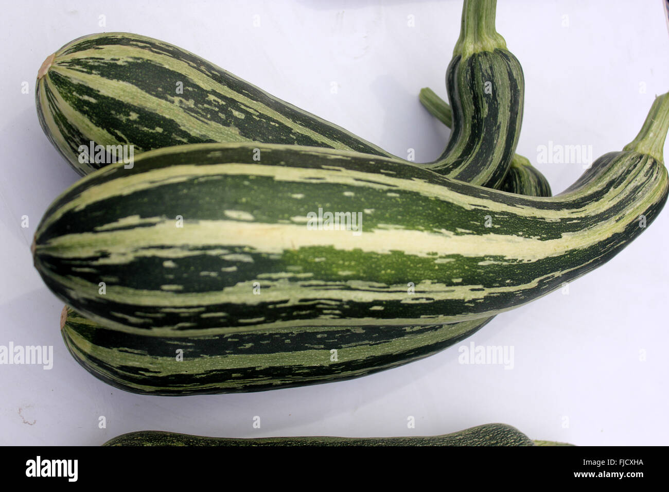 Cucurbita pepo, cultivar PUSA Alankar of squash, with flask shaped ...
