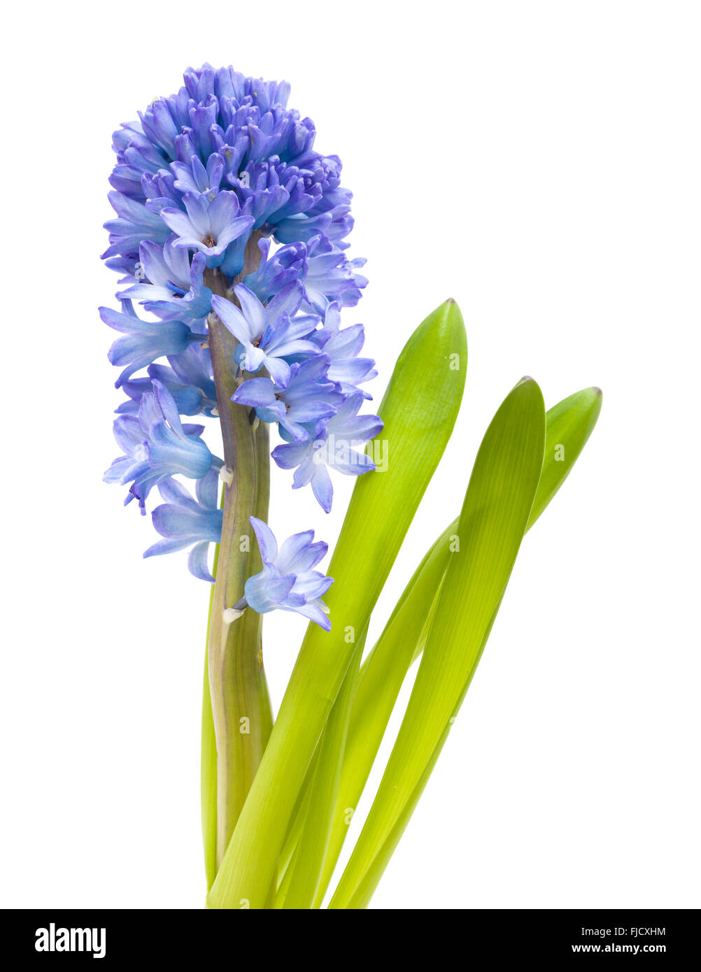 single open blue hyacinth flower isolated on white background Stock ...