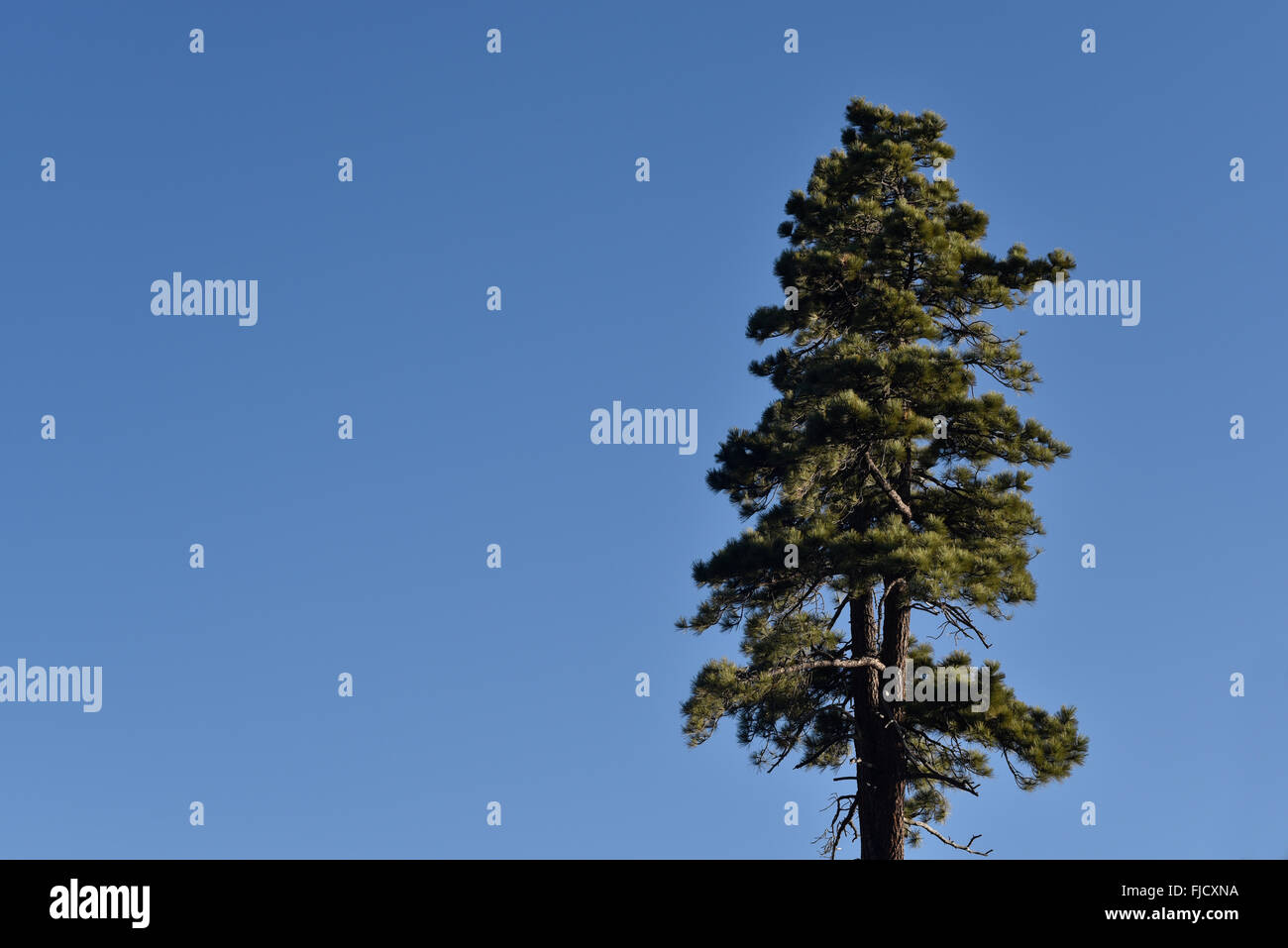 Blue pine tree hi-res stock photography and images - Alamy