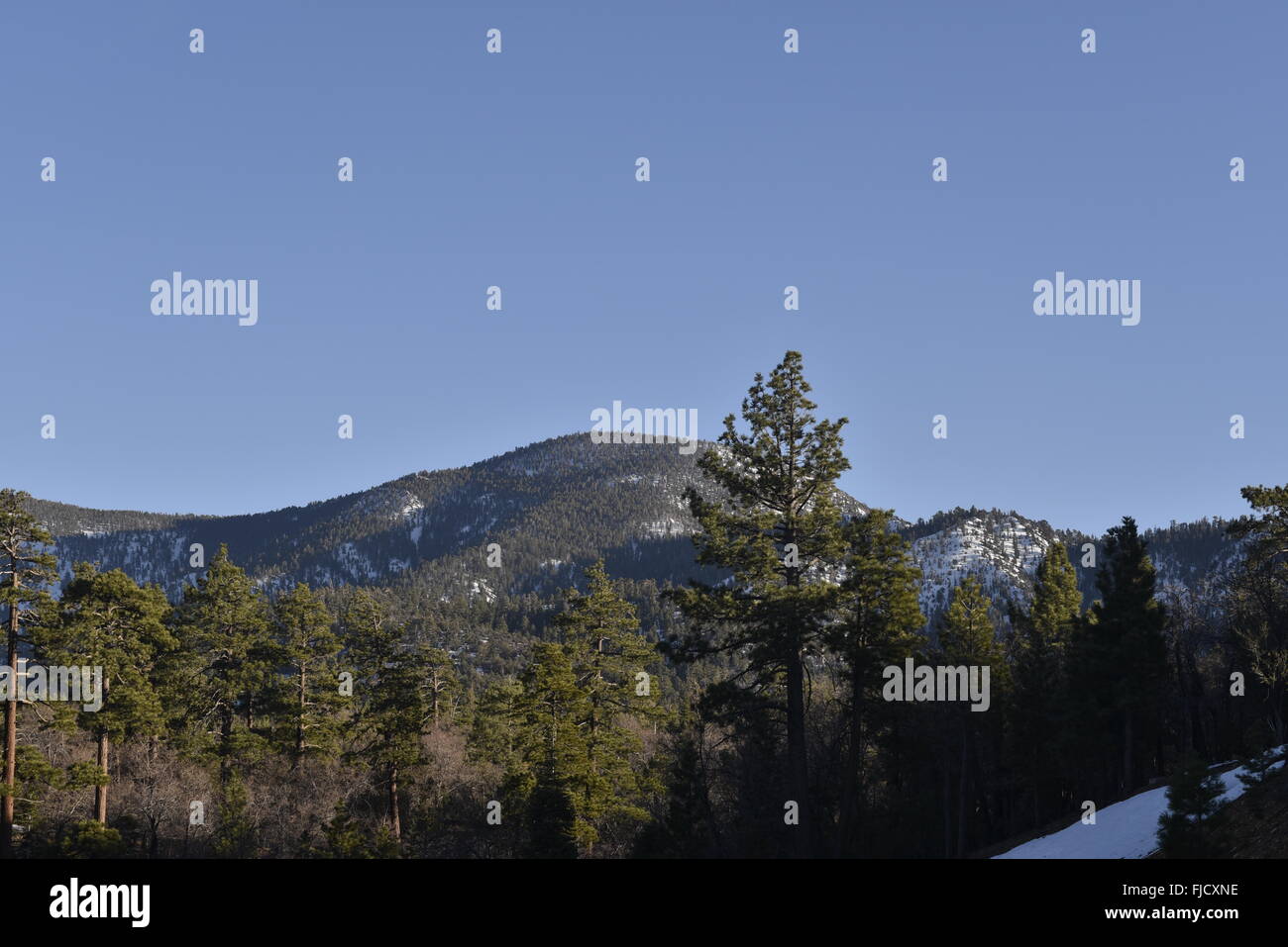 pine tree in front of Big Bear mountain Stock Photo - Alamy