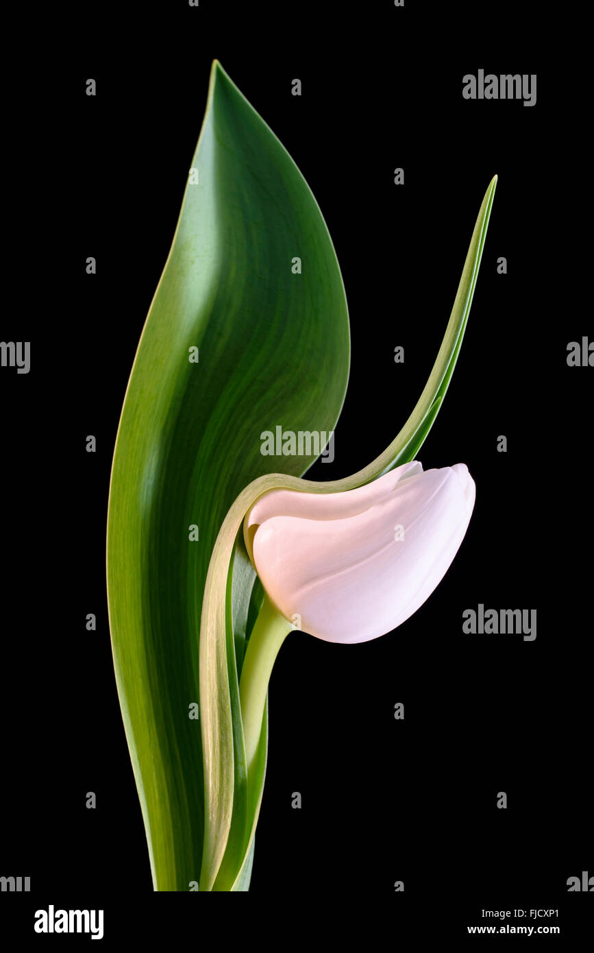 Digitally manipulated photograph of a white Tulip flower against a ...