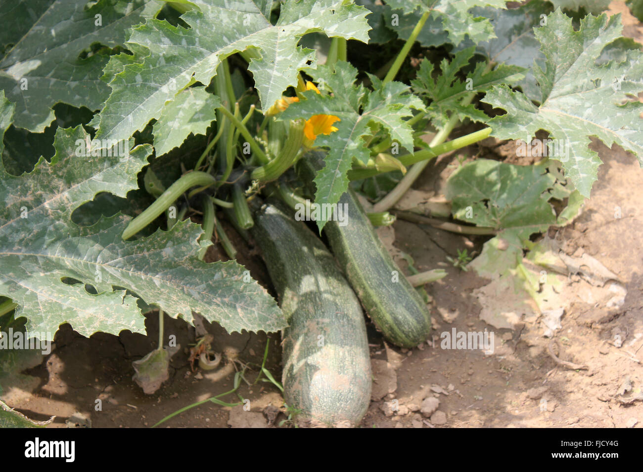 Cucurbita pepo, Australian Green summer squash, cultivar with ...