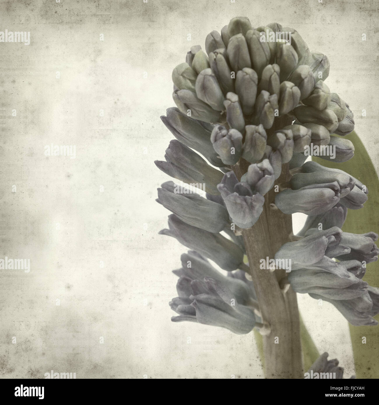 textured old paper background with blue Hyacinthus flowers Stock Photo ...
