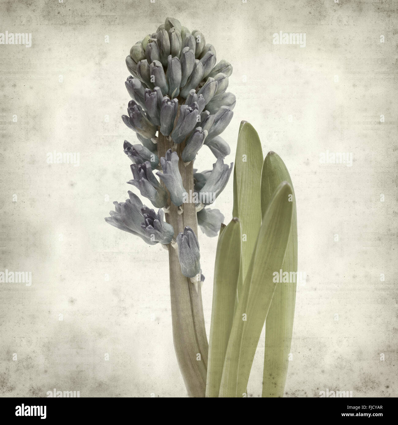 textured old paper background with blue Hyacinthus flowers Stock Photo ...